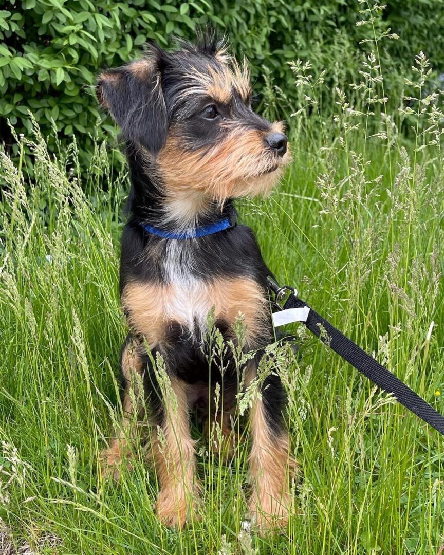 Bichon Frise Mixes: 34 Fluffy Crossbreeds You'll Want to Cuddle