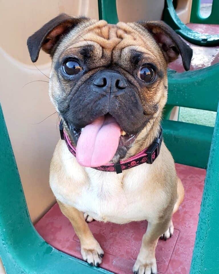 English Bulldog Mixes: 36 Adorable Crossbreeds (With Pictures)