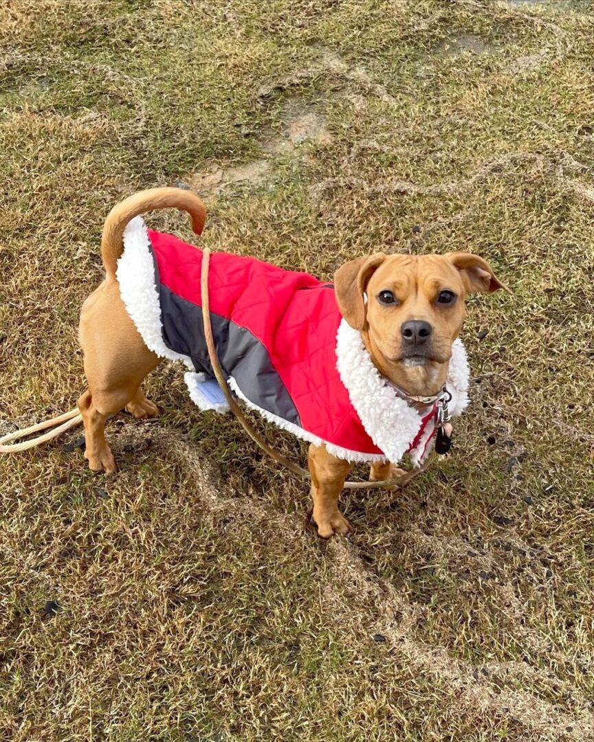 English Bulldog Mixes: 36 Adorable Crossbreeds (With Pictures)