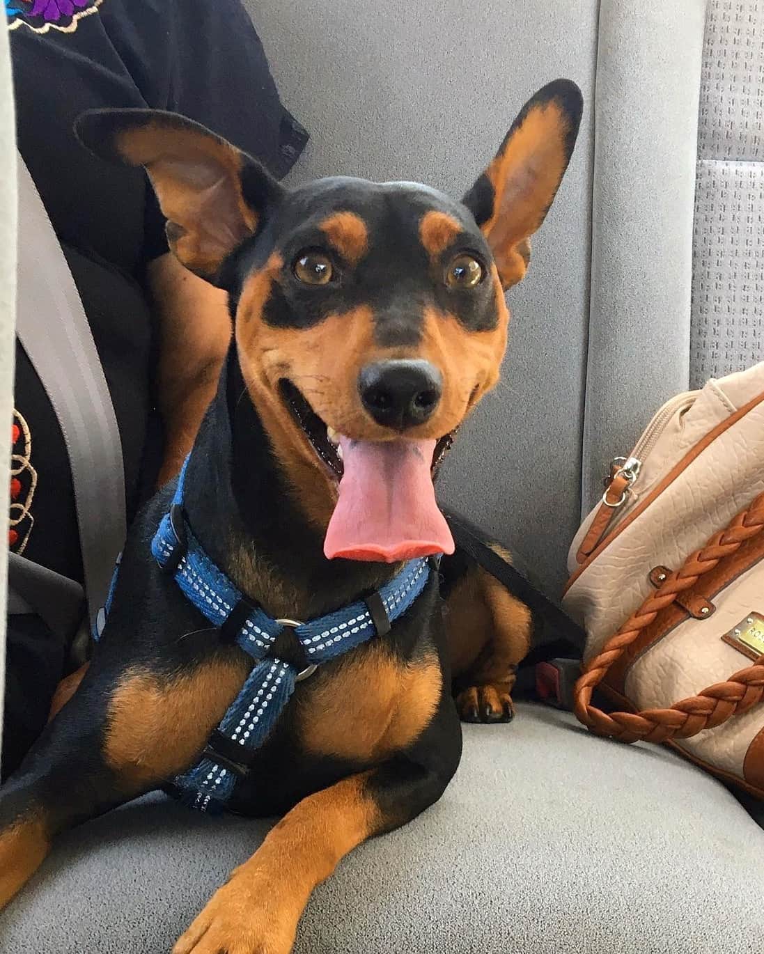 Doberman Mixes: 45 Different Doberman Pinscher Crossbreeds