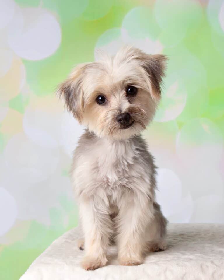 Yorkie Mixes: 40 Cutest Yorkshire Terrier Mixes (With Pictures)