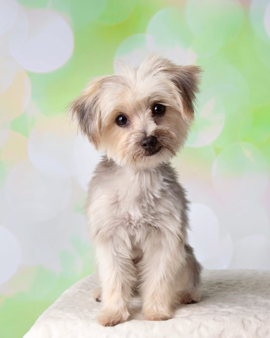 Yorkie Mixes: 40 Cutest Yorkshire Terrier Mixes (With Pictures)