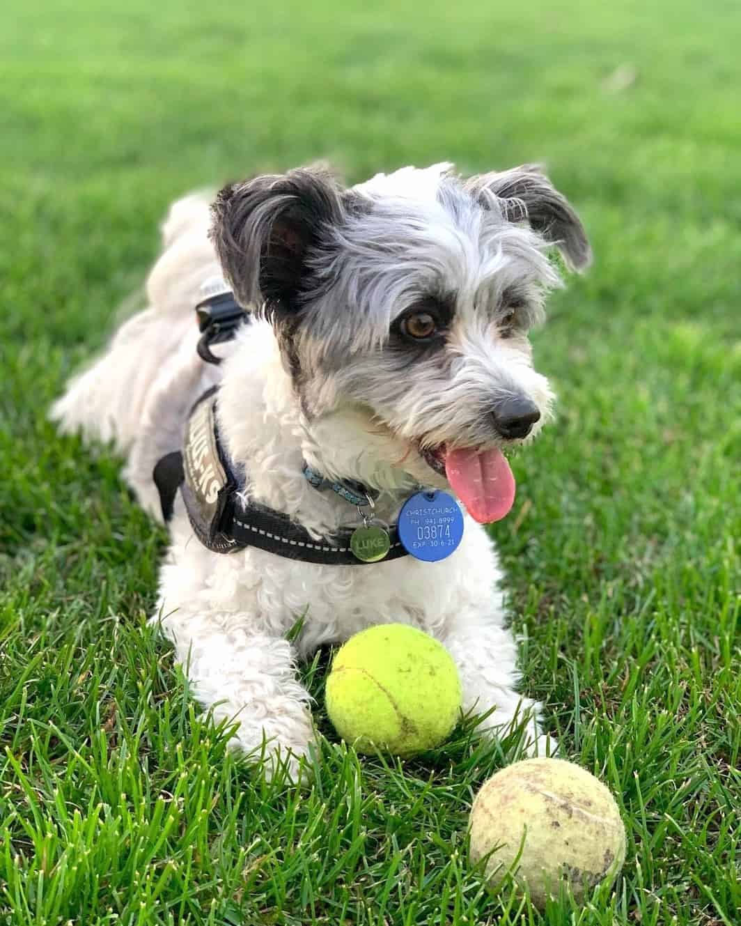Bichon Frise Mixes: 34 Fluffy Crossbreeds You'll Want to Cuddle
