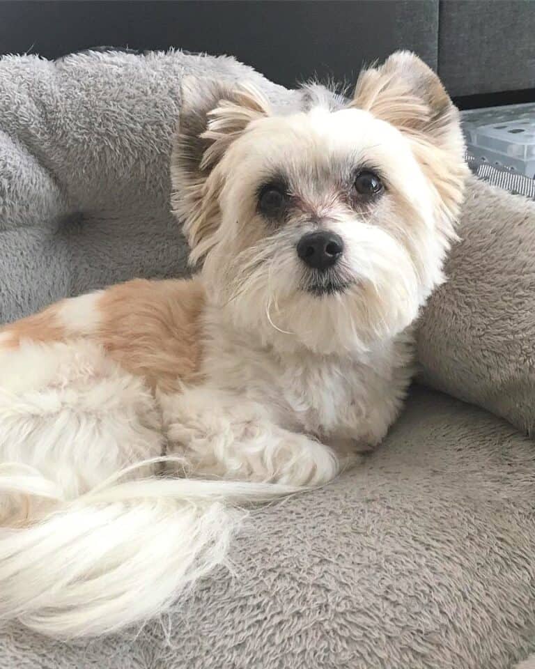 Maltese Mixes: 41 Different Maltese Crossbreeds You'll Love