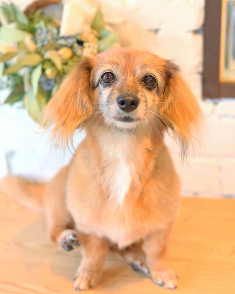 Dachshund Mixes: 46 Adorable Doxie Crossbreeds You'll Love!