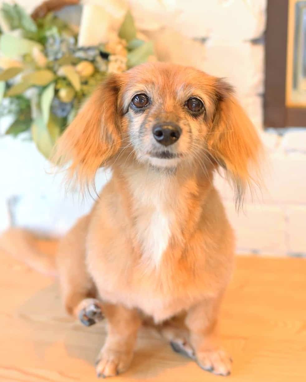 Dachshund Mixes: 46 Adorable Doxie Crossbreeds You'll Love!