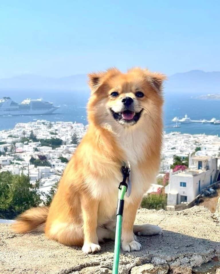 Pomeranian Mixes: 45 Adorable Crossbreeds (With Pictures!)