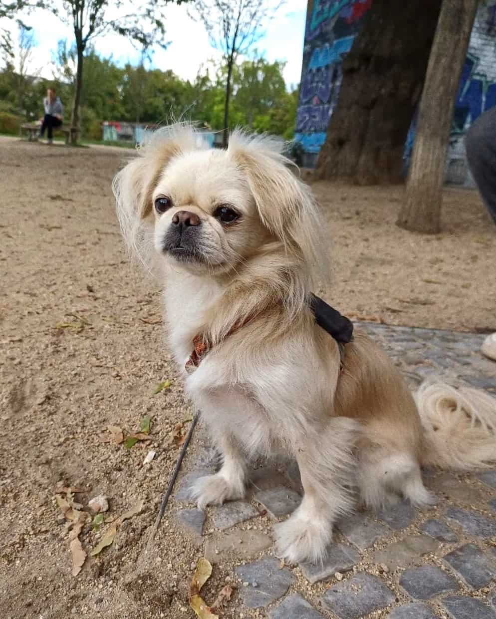 36 Cutest Cavalier King Charles Spaniel Mixes (With Pictures!)