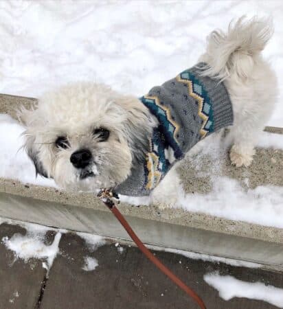 Bichon Frise Mixes: 34 Fluffy Crossbreeds You'll Want to Cuddle
