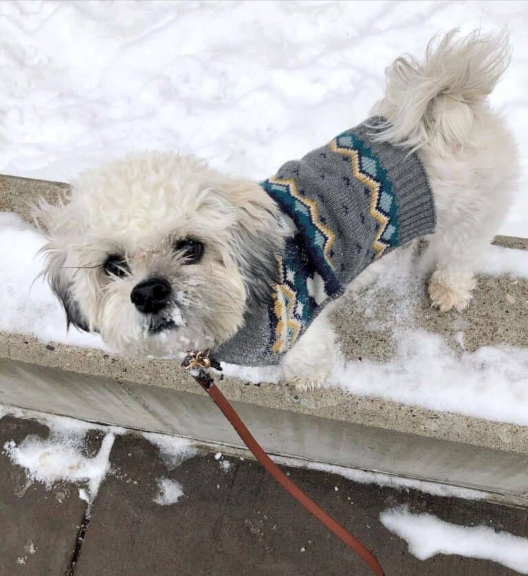 Bichon Frise Mixes: 34 Fluffy Crossbreeds You'll Want to Cuddle