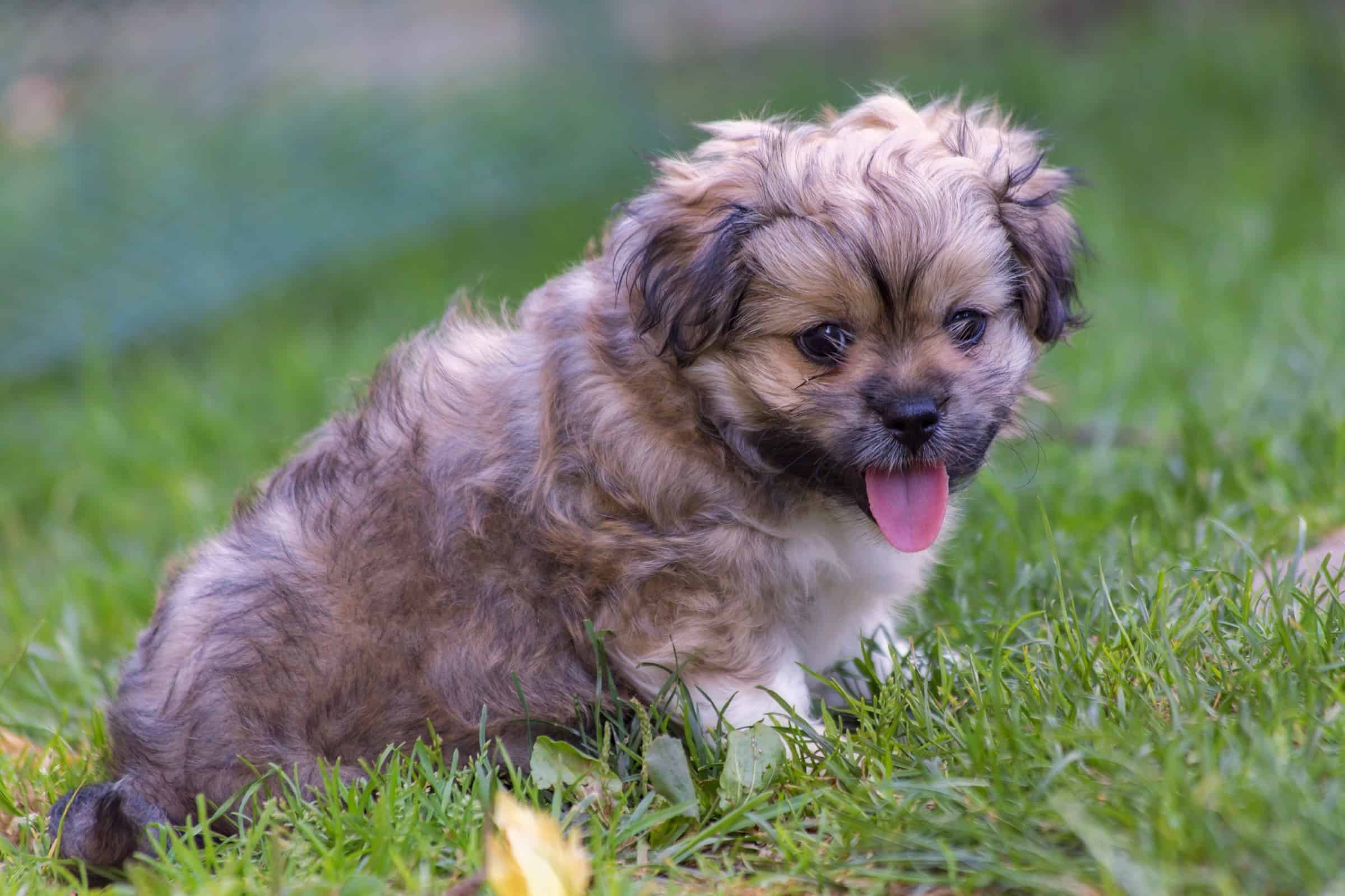 Maltese Mixes: 41 Different Maltese Crossbreeds You'll Love