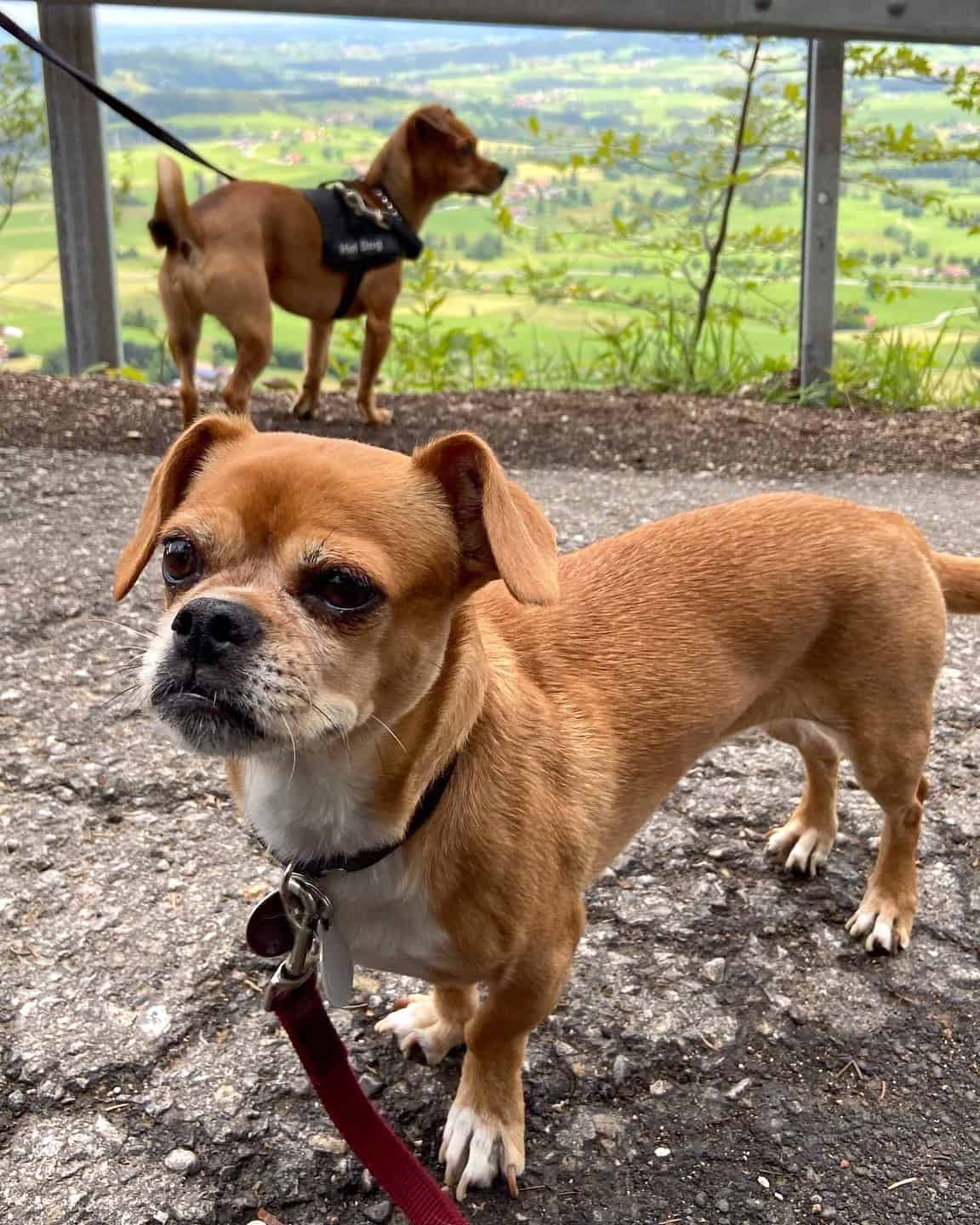 Dachshund Mixes: 46 Adorable Doxie Crossbreeds You'll Love!