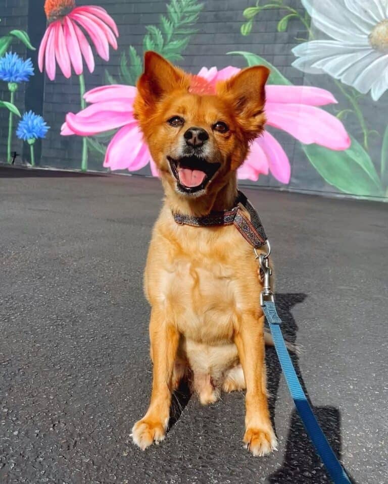 Pomeranian Mixes: 45 Adorable Crossbreeds (With Pictures!)