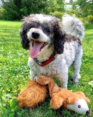 Shih Tzu Mixes: 42 Charming Crossbreeds (With Pictures!)