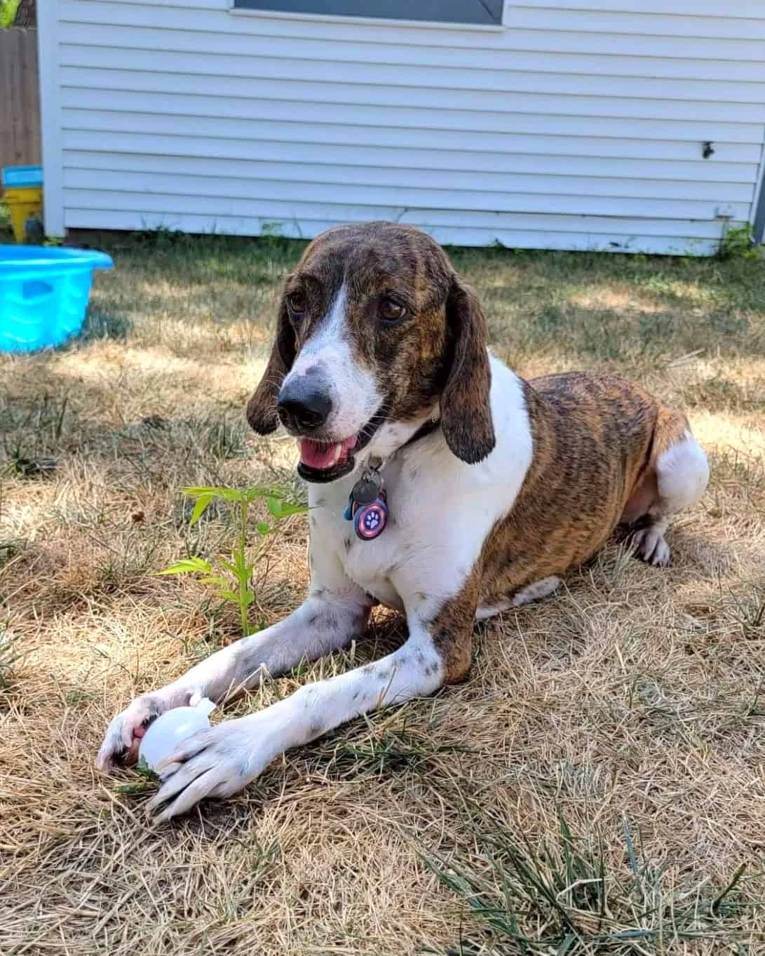 Beagle Mixes: 59 Cute Floppy-Eared Crossbreeds You'll Love