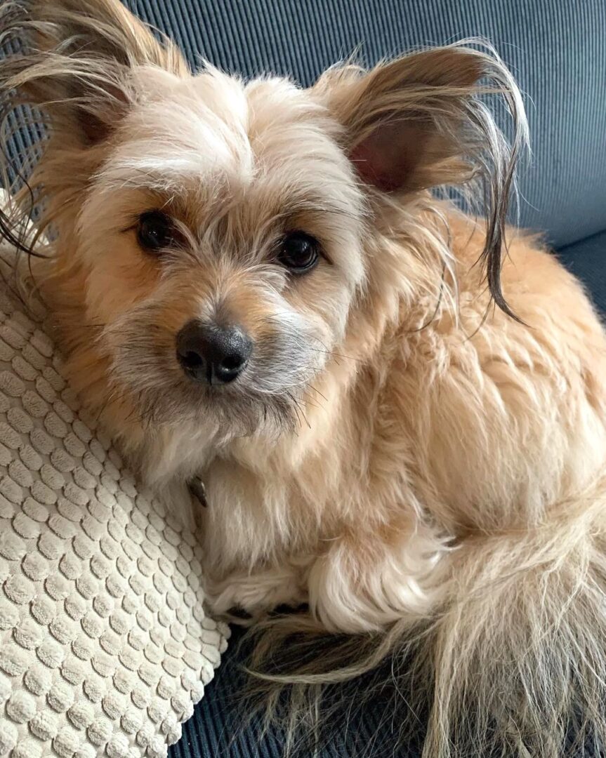 Pomeranian Mixes: 45 Adorable Crossbreeds (With Pictures!)