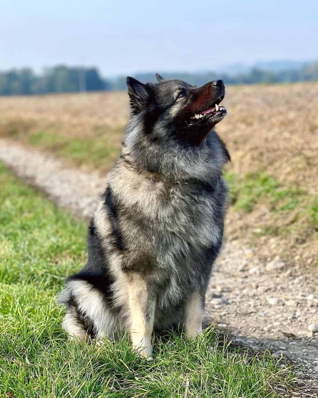 Pomeranian Mixes: 45 Adorable Crossbreeds (With Pictures!)