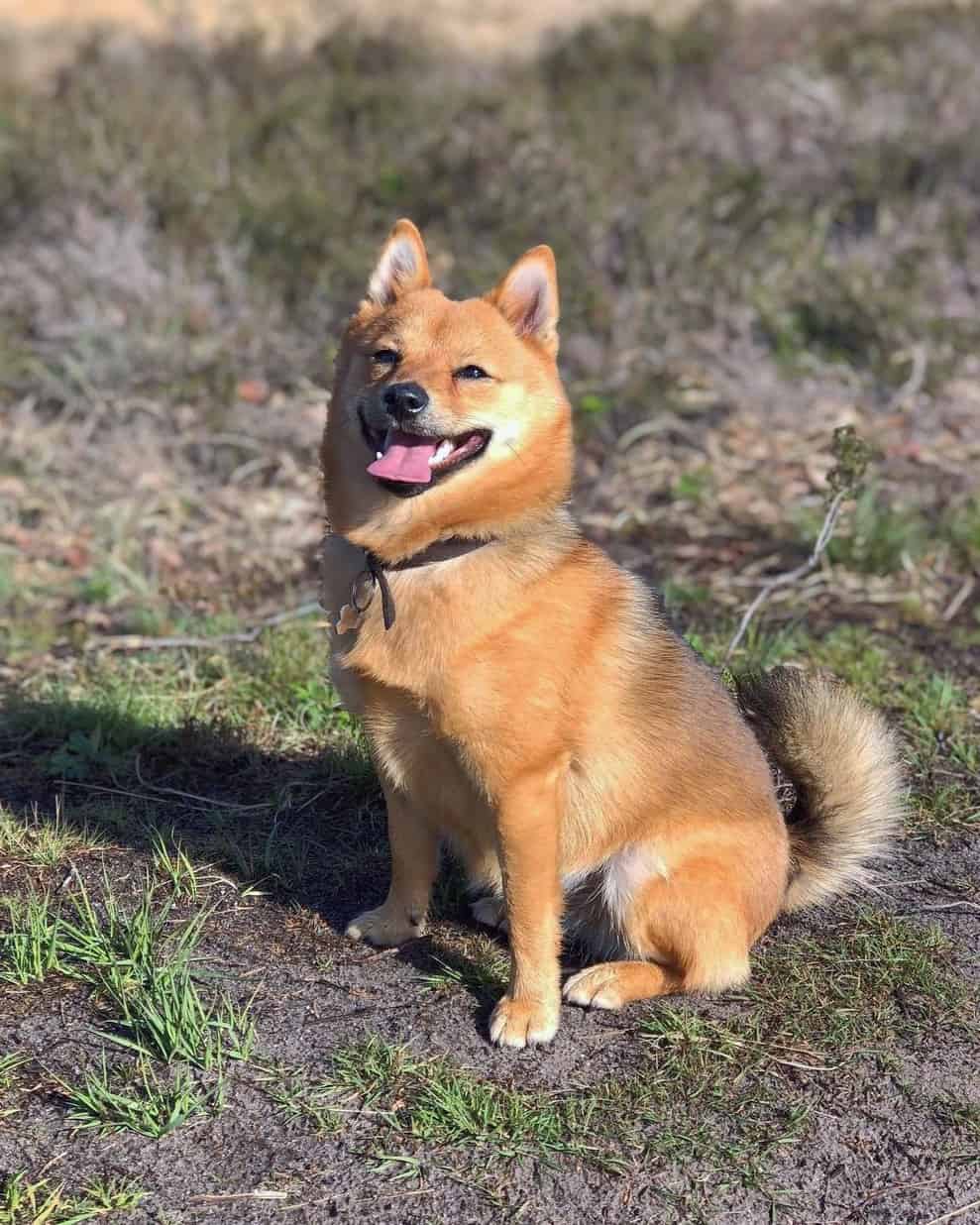 Pomeranian Mixes: 45 Adorable Crossbreeds (With Pictures!)