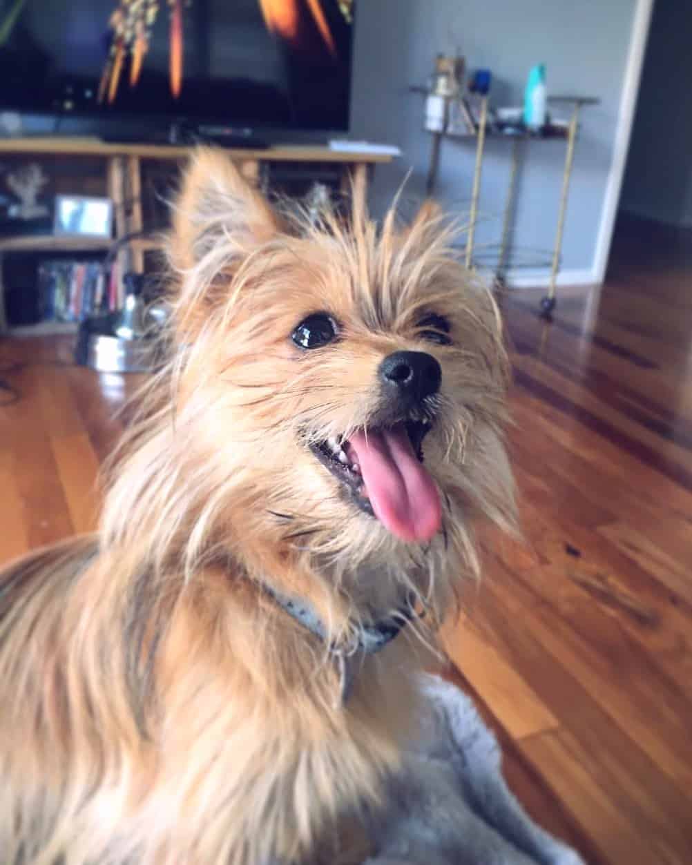 Pomeranian Mixes: 45 Adorable Crossbreeds (With Pictures!)