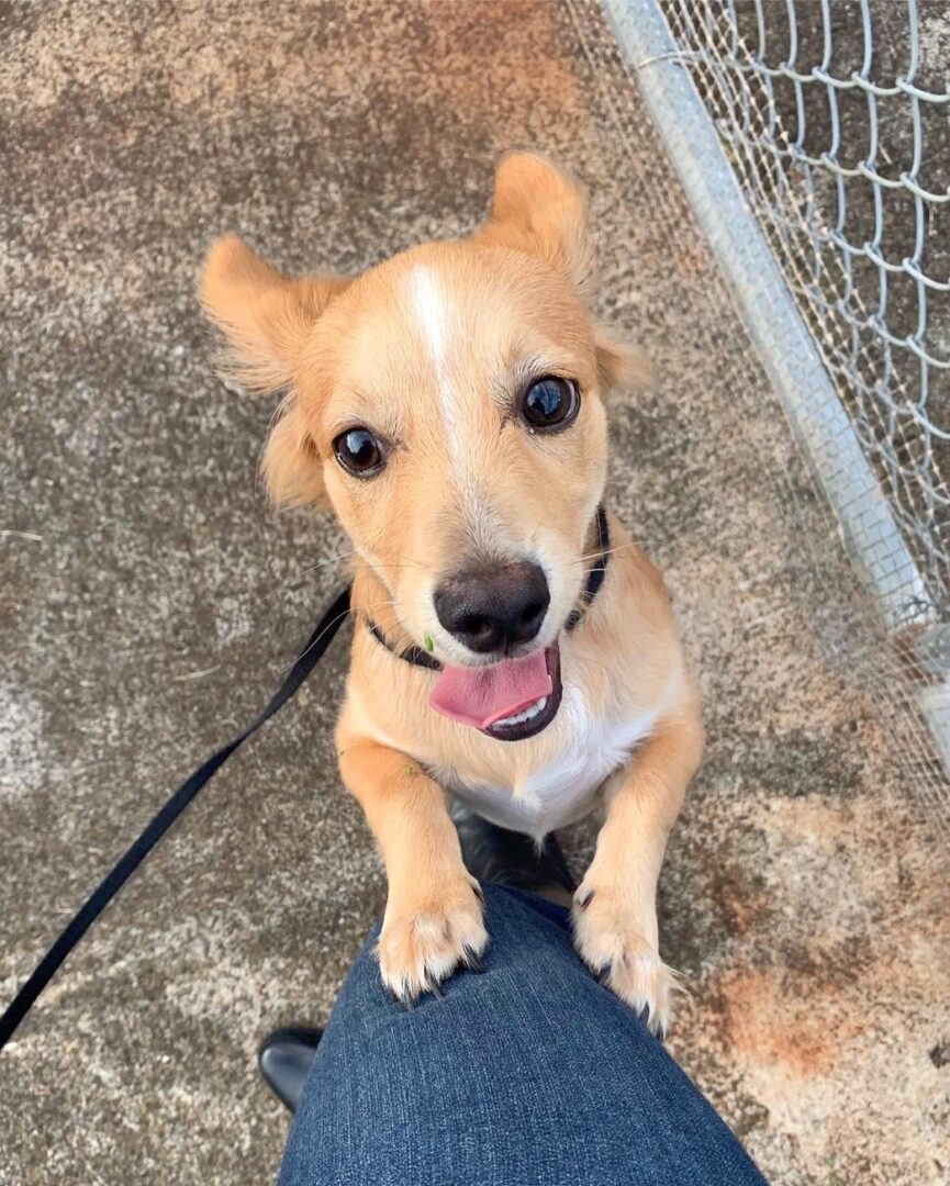 Pomeranian Mixes: 45 Adorable Crossbreeds (With Pictures!)