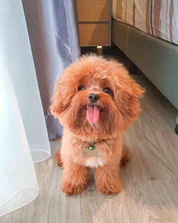 Pomeranian Mixes: 45 Adorable Crossbreeds (With Pictures!)