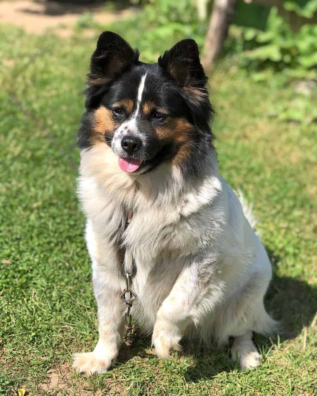 Pomeranian Mixes: 45 Adorable Crossbreeds (With Pictures!)