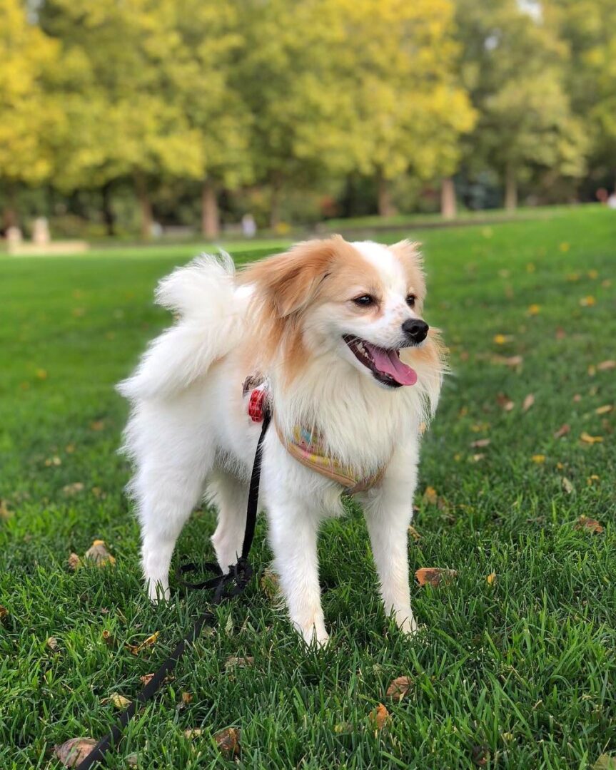 Pomeranian Mixes: 45 Adorable Crossbreeds (With Pictures!)