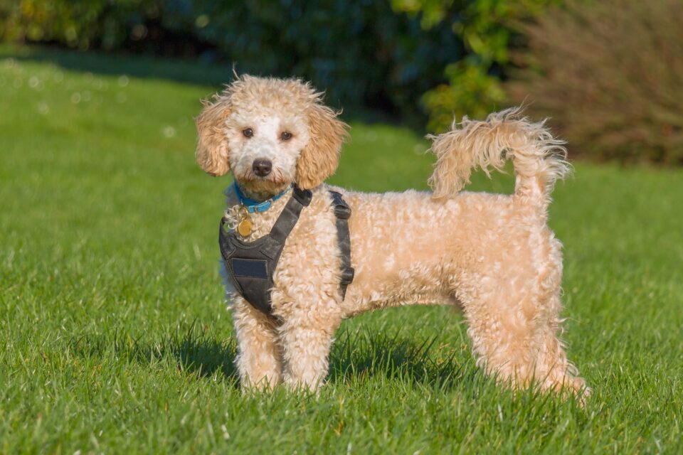 Poodle Mixes: 61 Different Doodle Mixed Breeds (With Pictures)