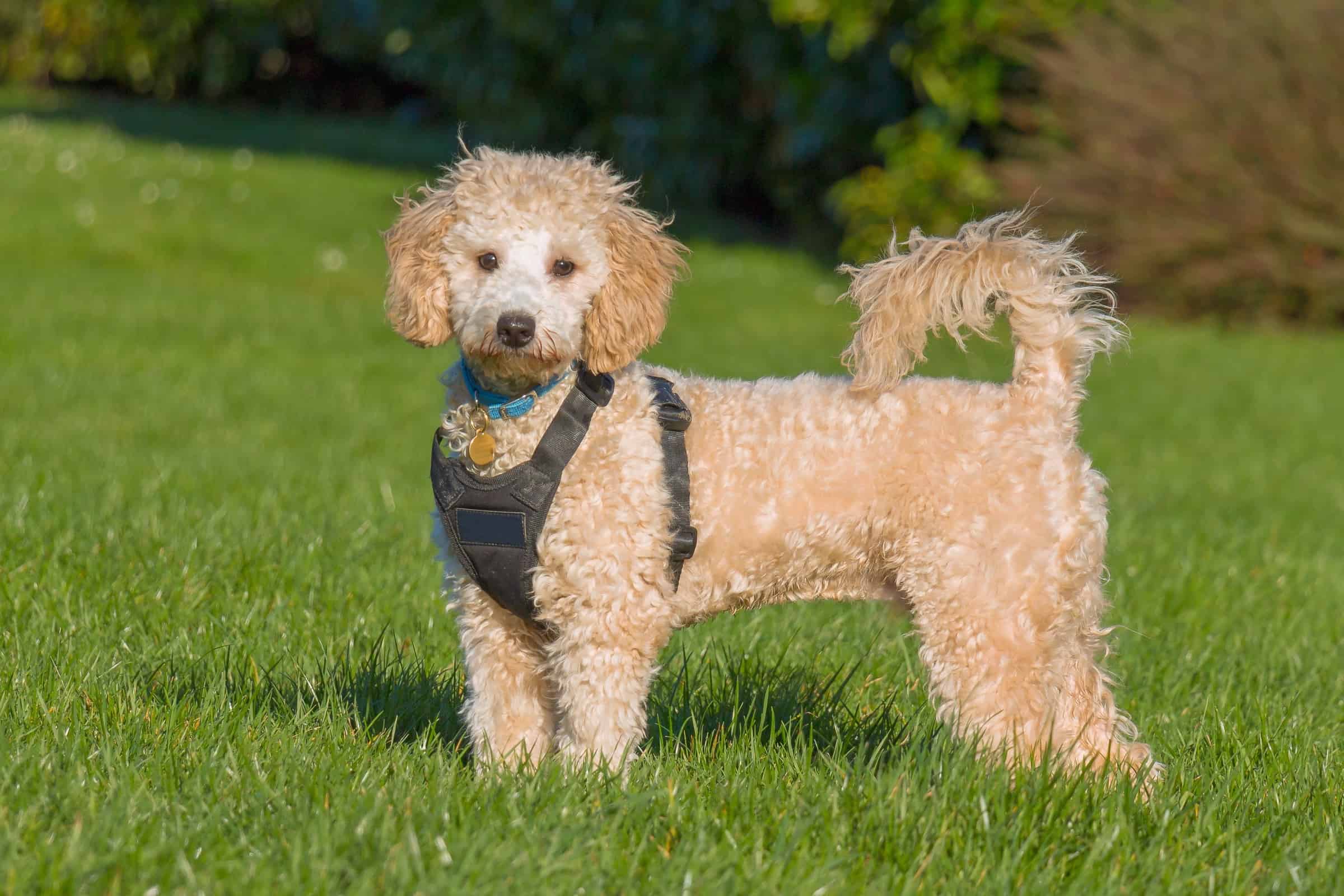 Poodle Mixes: 61 Different Doodle Mixed Breeds (With Pictures)