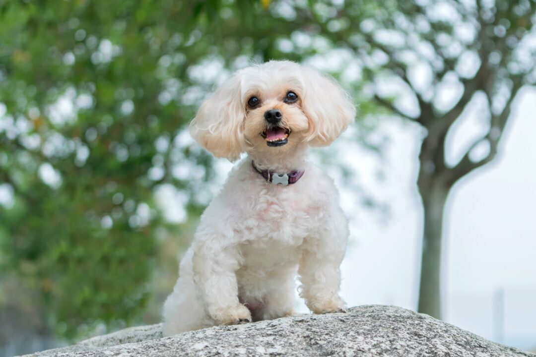 Poodle Mixes: 61 Different Doodle Mixed Breeds (With Pictures)