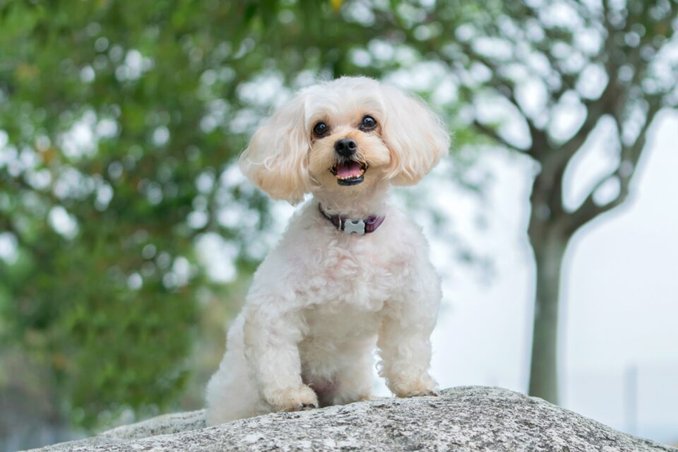 Poodle Mixes: 61 Different Doodle Mixed Breeds (With Pictures)