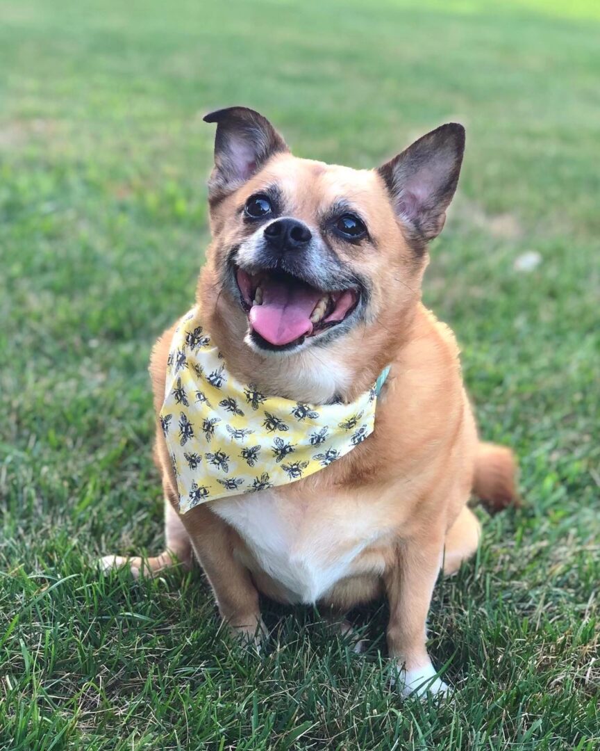 Pug Mixed Breeds: 60 Perfect Pug Mixes You'll Want to Adopt