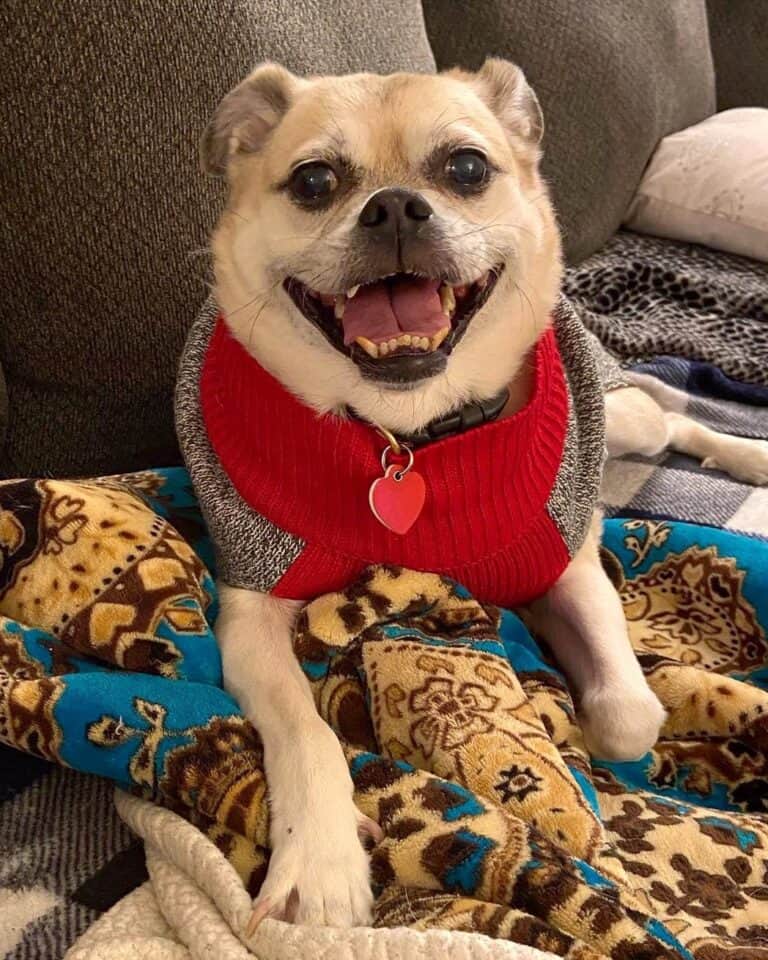 Pug Mixed Breeds: 60 Perfect Pug Mixes You'll Want to Adopt