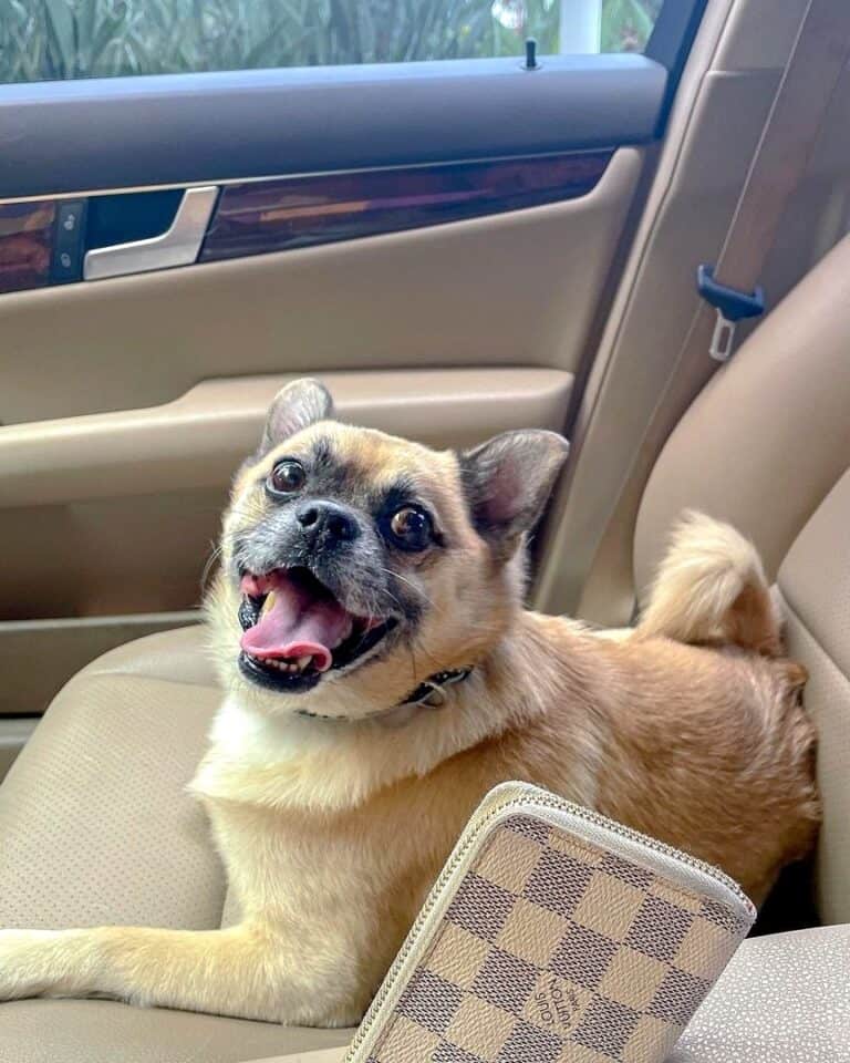 Pomeranian Mixes: 45 Adorable Crossbreeds (With Pictures!)