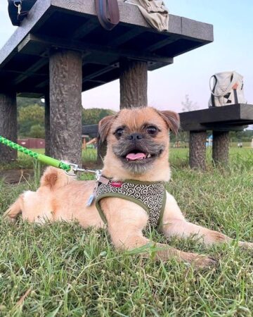 Shih Tzu Mixes: 42 Charming Crossbreeds (With Pictures!)