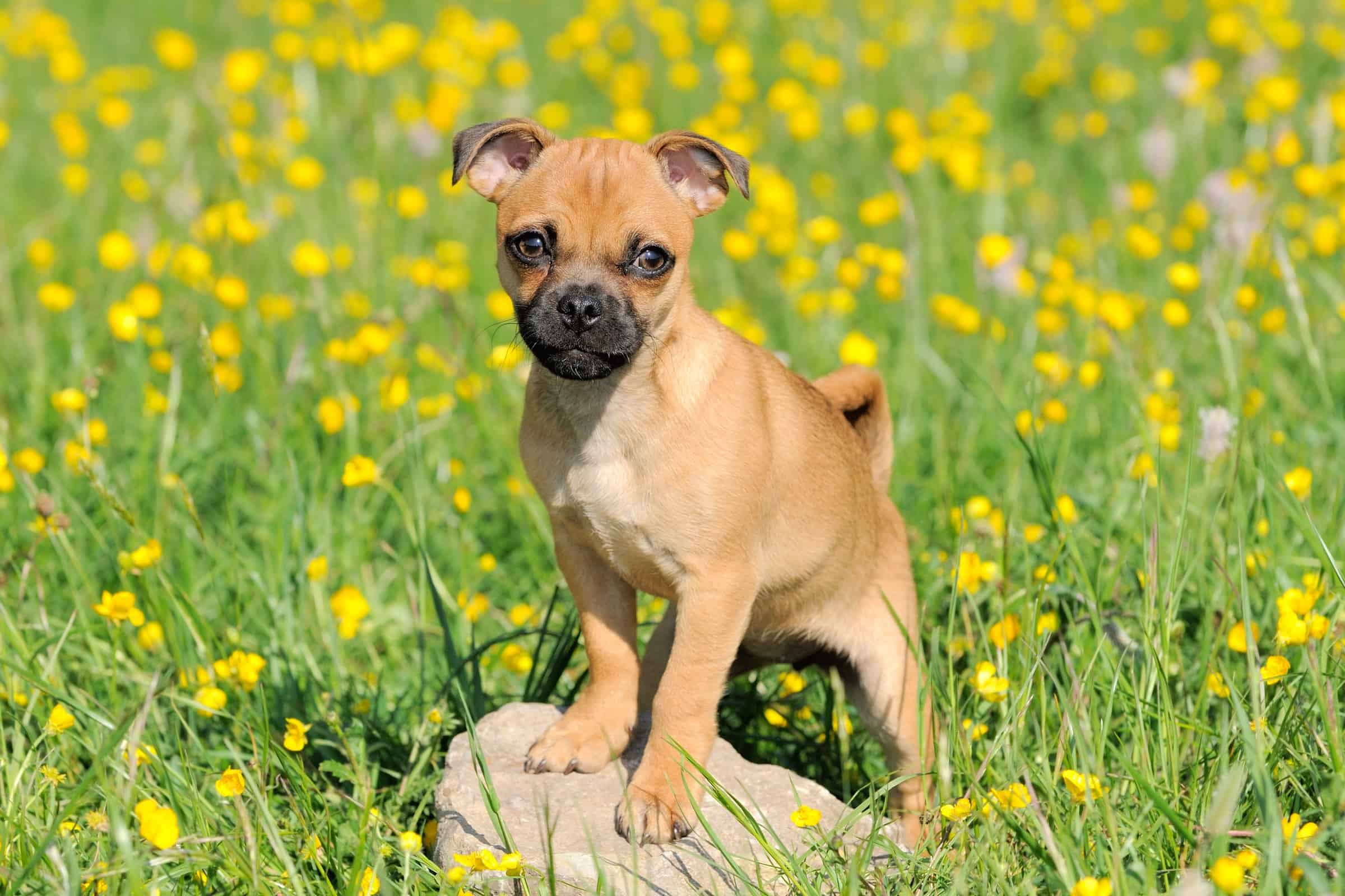 Pug Mixed Breeds: 60 Perfect Pug Mixes You'll Want to Adopt