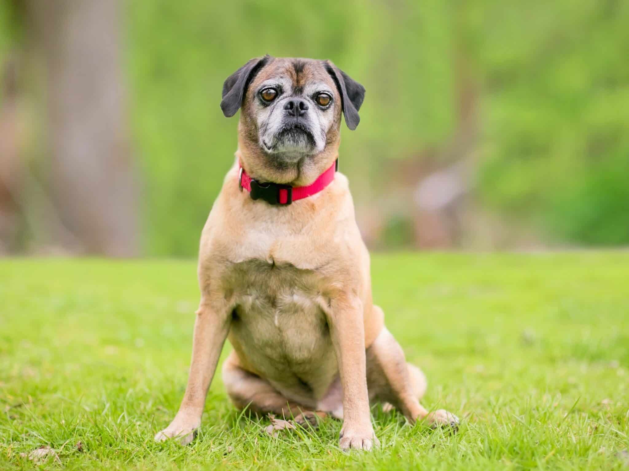 Pug Mixed Breeds: 60 Perfect Pug Mixes You'll Want to Adopt