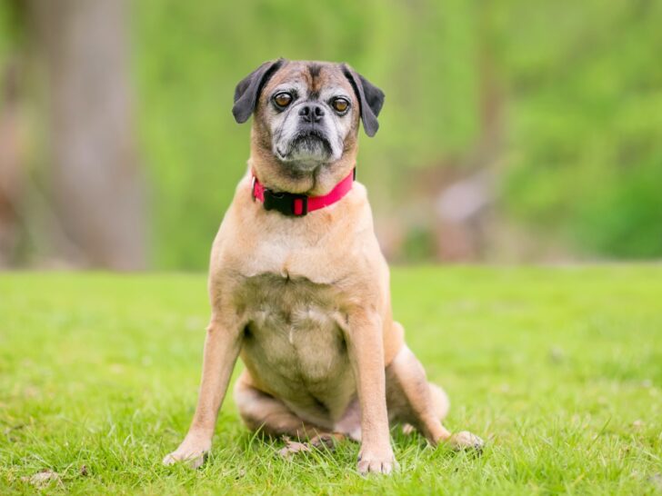 Pug Mixed Breeds: 60 Perfect Pug Mixes You'll Want to Adopt