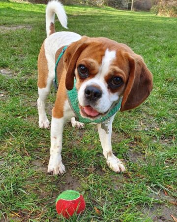 Pug Mixed Breeds: 60 Perfect Pug Mixes You'll Want to Adopt