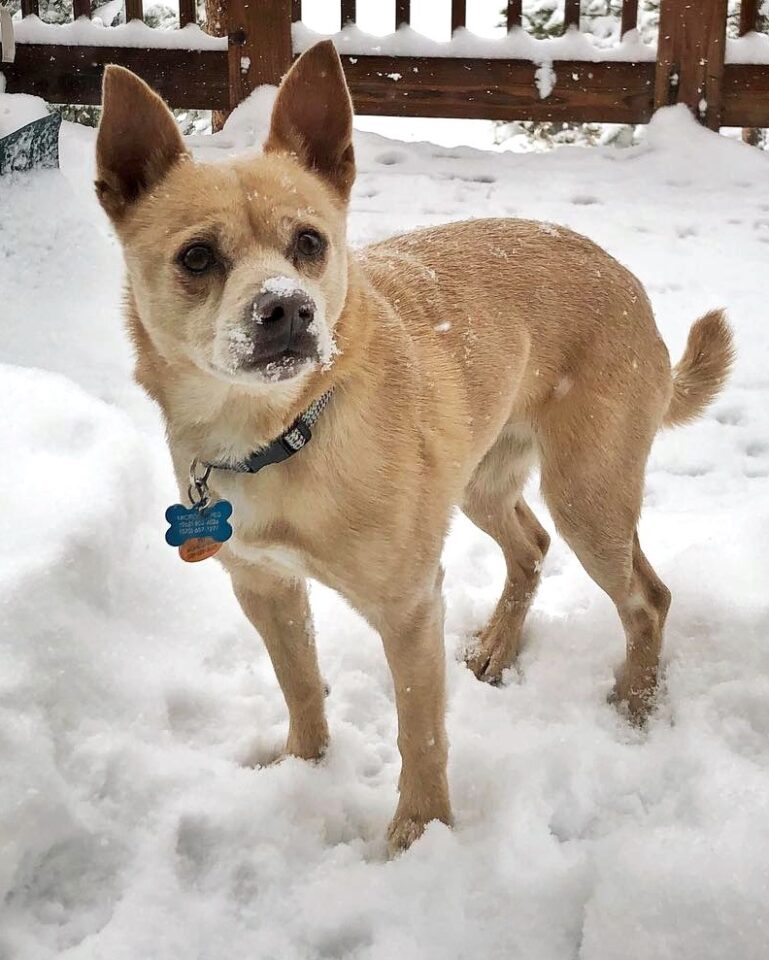 Pug Mixed Breeds: 60 Perfect Pug Mixes You'll Want to Adopt