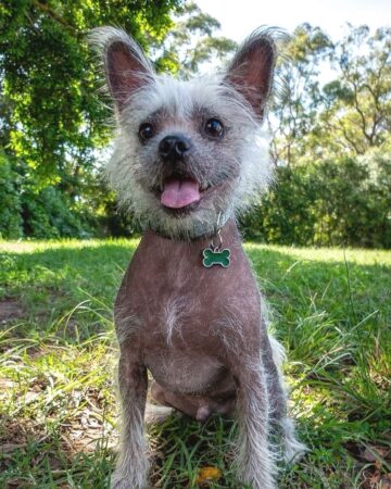 Pug Mixed Breeds: 60 Perfect Pug Mixes You'll Want to Adopt