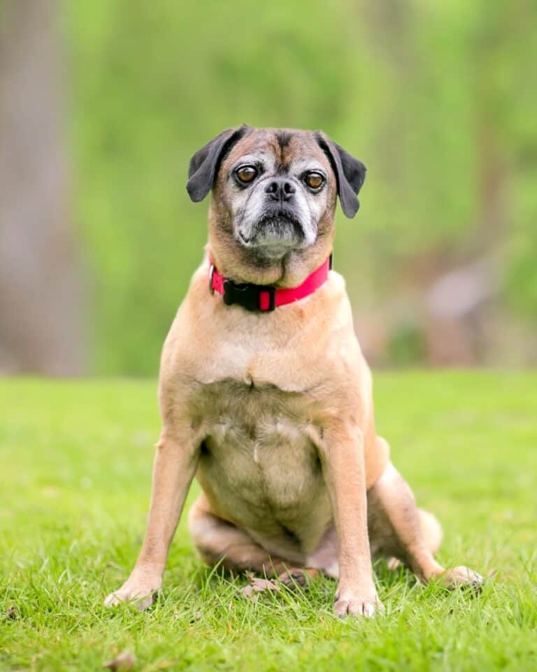 Pug Mixed Breeds: 60 Perfect Pug Mixes You'll Want to Adopt