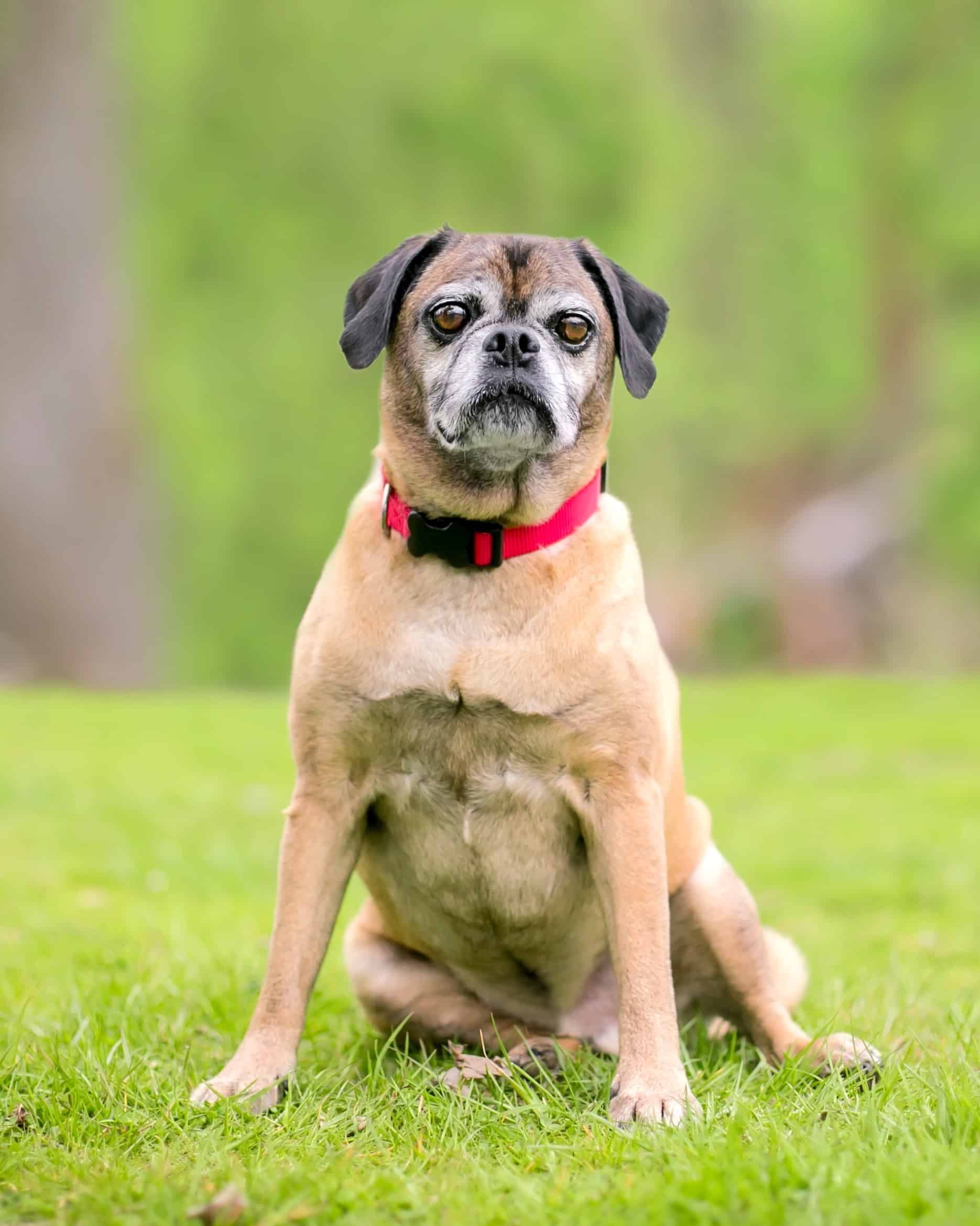 Pug Mixed Breeds: 60 Perfect Pug Mixes You'll Want to Adopt