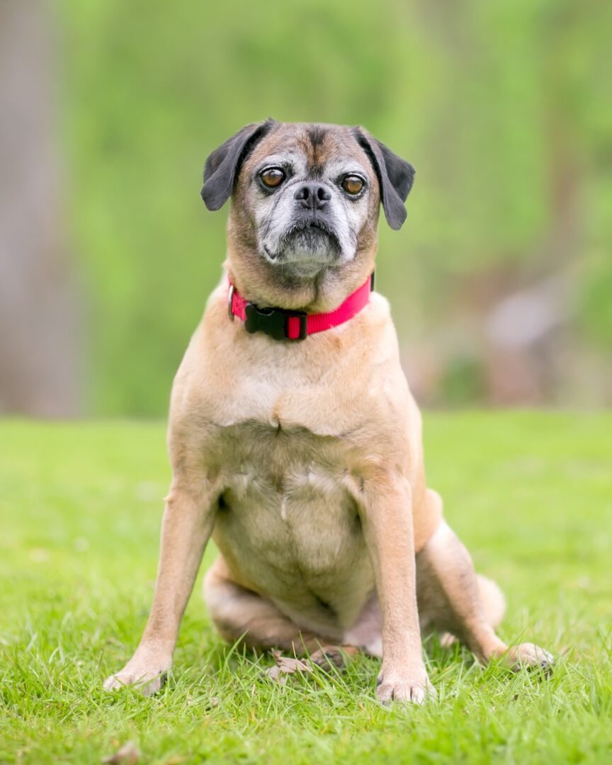 Beagle Mixes: 59 Cute Floppy-Eared Crossbreeds You'll Love