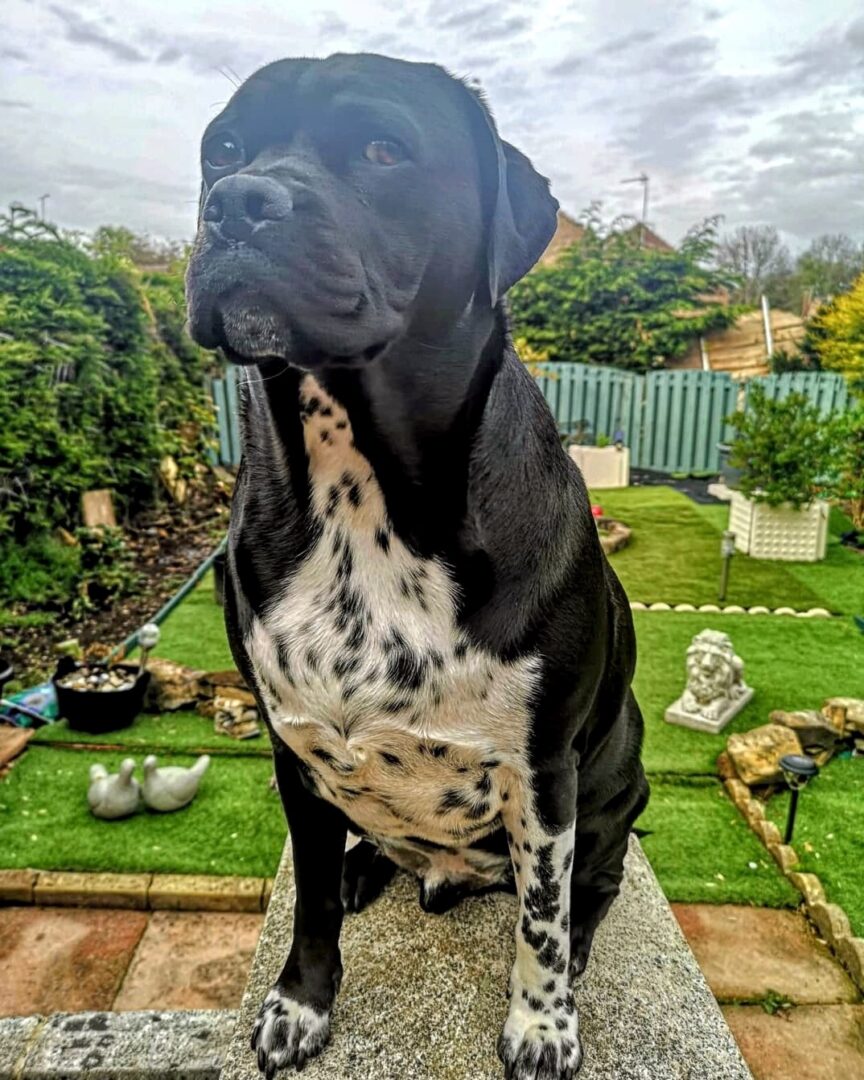 Pug Mixed Breeds: 60 Perfect Pug Mixes You'll Want to Adopt