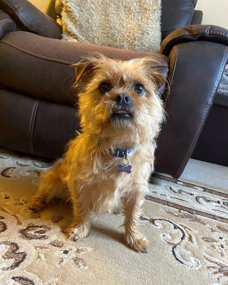 Yorkie Mixes: 40 Cutest Yorkshire Terrier Mixes (With Pictures)