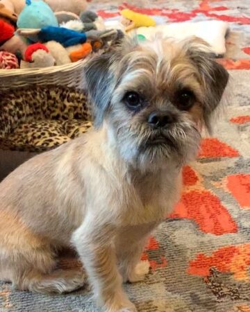 Pug Mixed Breeds: 60 Perfect Pug Mixes You'll Want to Adopt