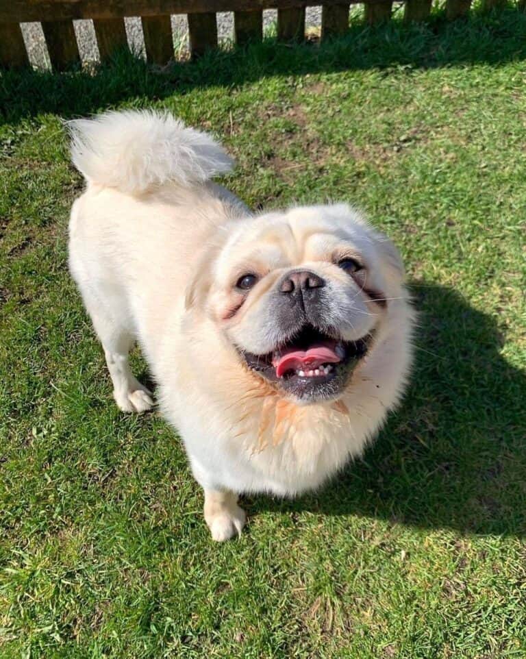 Bichon Frise Mixes: 34 Fluffy Crossbreeds You'll Want to Cuddle