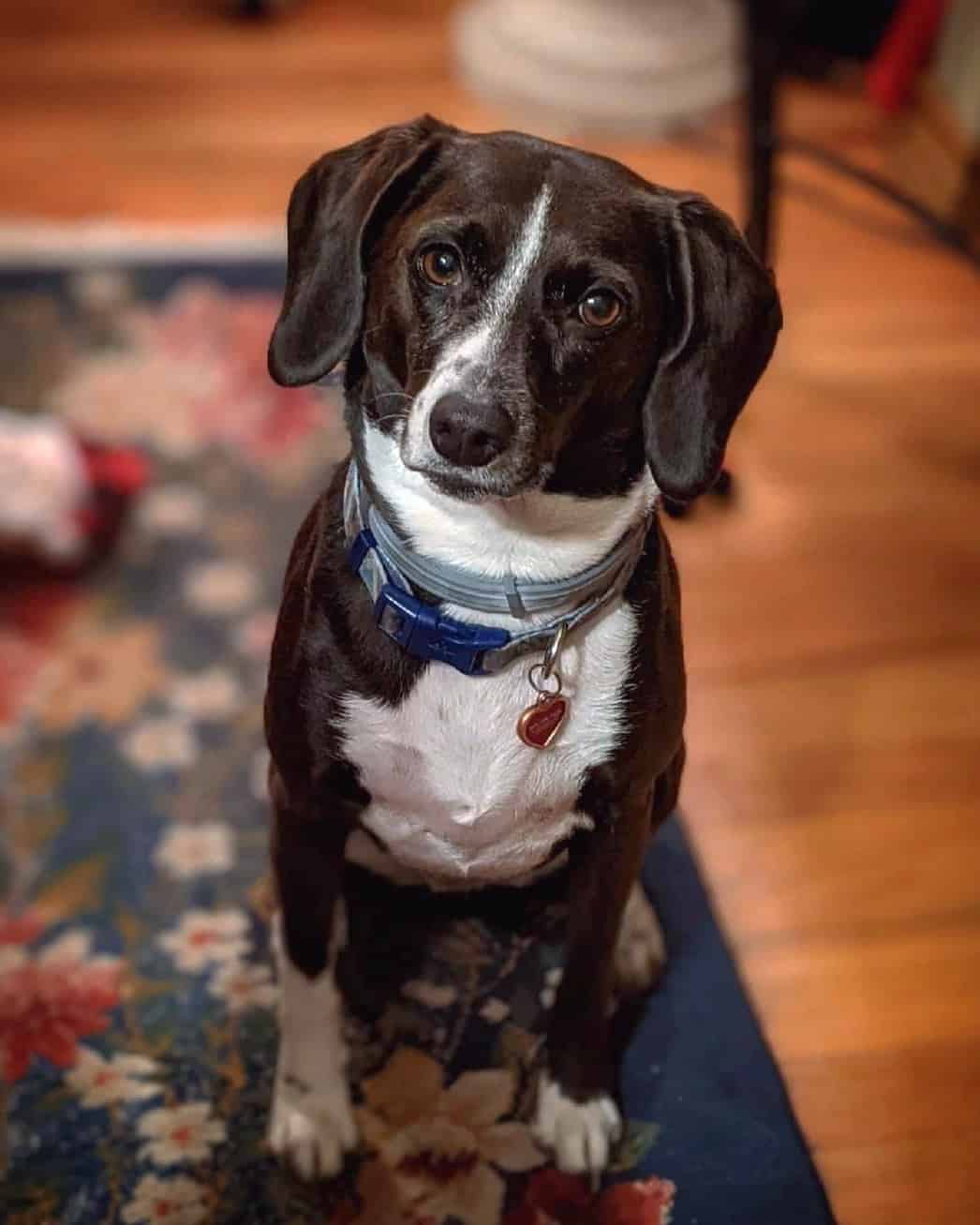 Beagle Mixes: 59 Cute Floppy-Eared Crossbreeds You'll Love