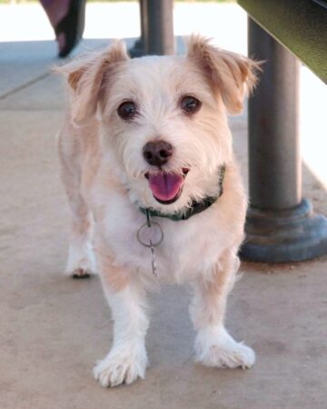 Maltese Mixes: 41 Different Maltese Crossbreeds You'll Love